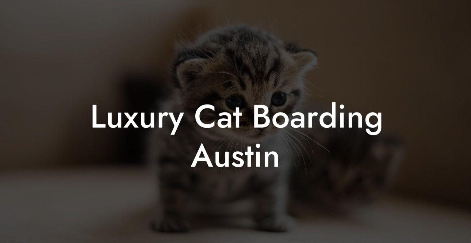 Luxury Cat Boarding Austin - Cat Hotels
